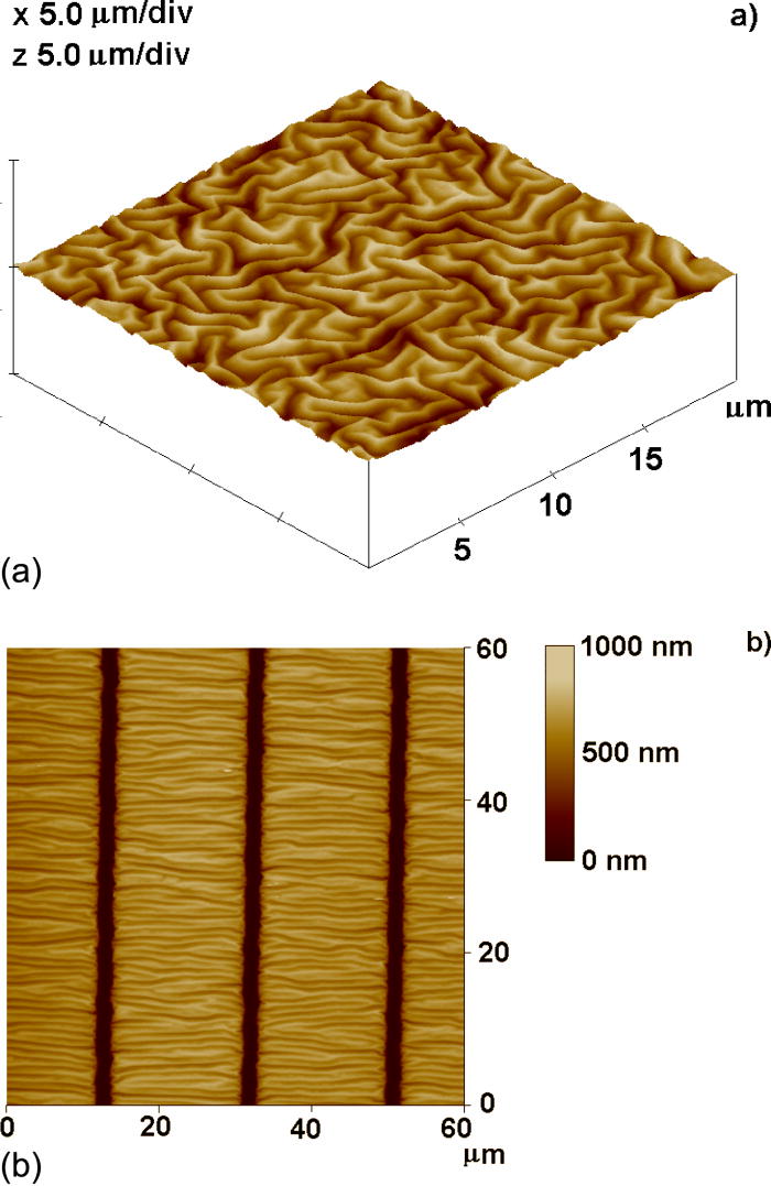 Isotropic and anisotropic wrinkling of diamond-like carbon films on ...