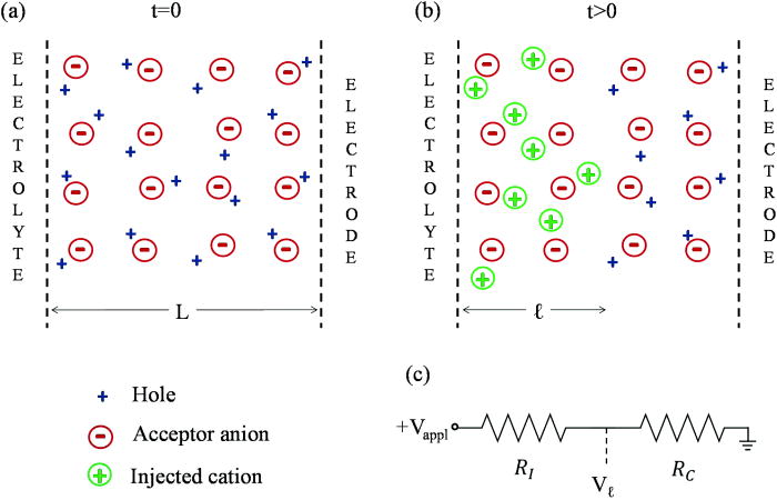 A simple model for ion injection and transport in conducting polymers ...