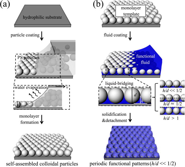 Liquid-bridging in particle self-assemblies toward constructing ...