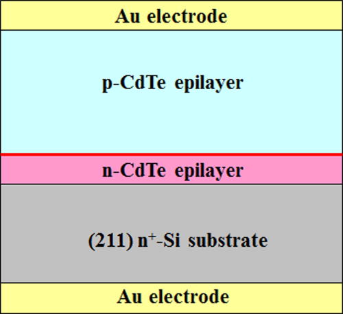 Charge transport properties of p-CdTe/n-CdTe/n+-Si diode-type nuclear ...