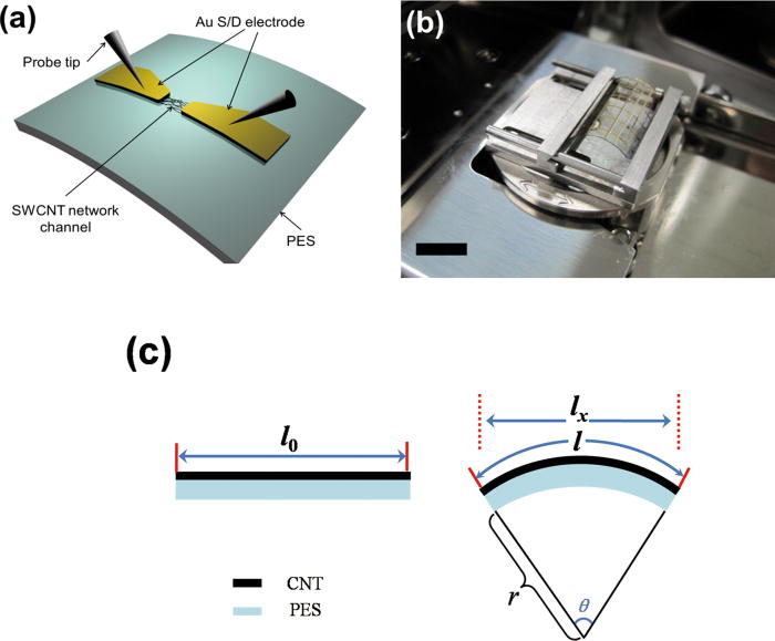 Strain On Field Effect Transistors With Single Walled Carbon Nanotube Network On Flexible