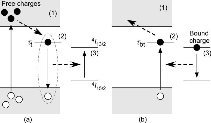 Discrimination between energy transfer and back transfer processes for ...