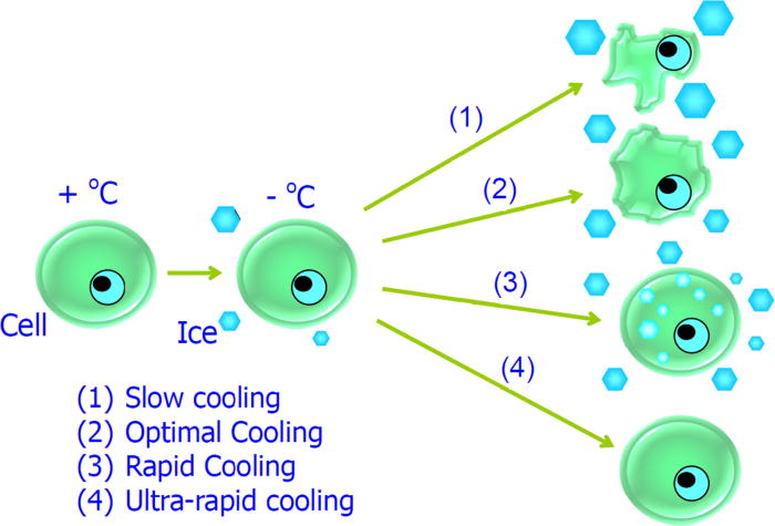 The effect of solution nonideality on modeling transmembrane water ...