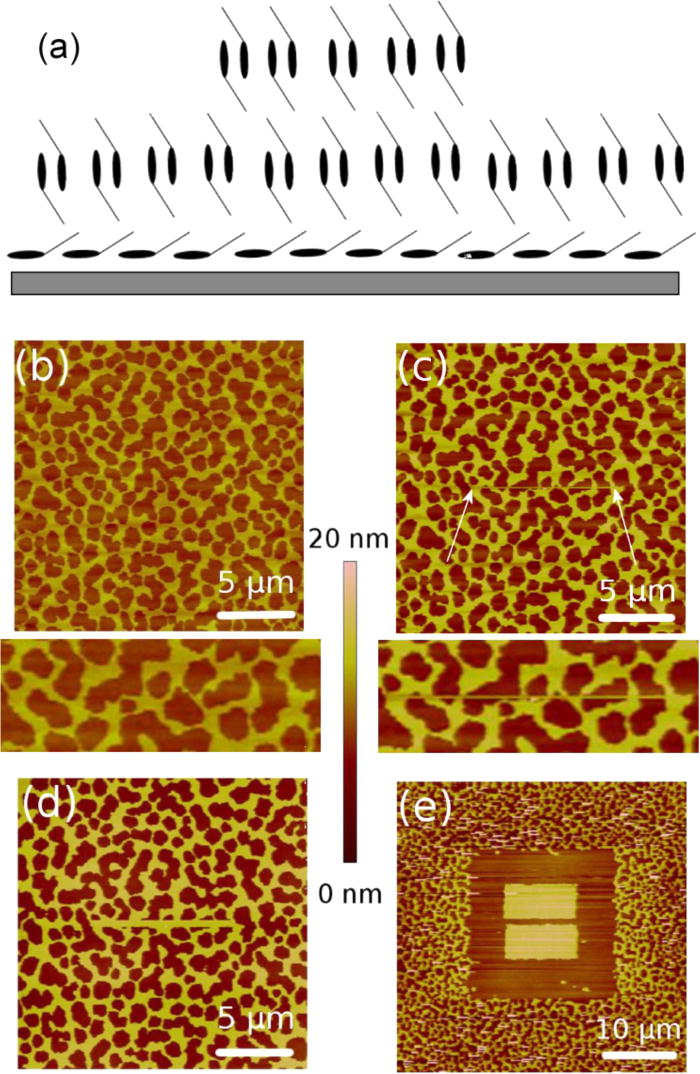 Nanoscale viscoplastic behavior of smectic liquid crystals and its ...