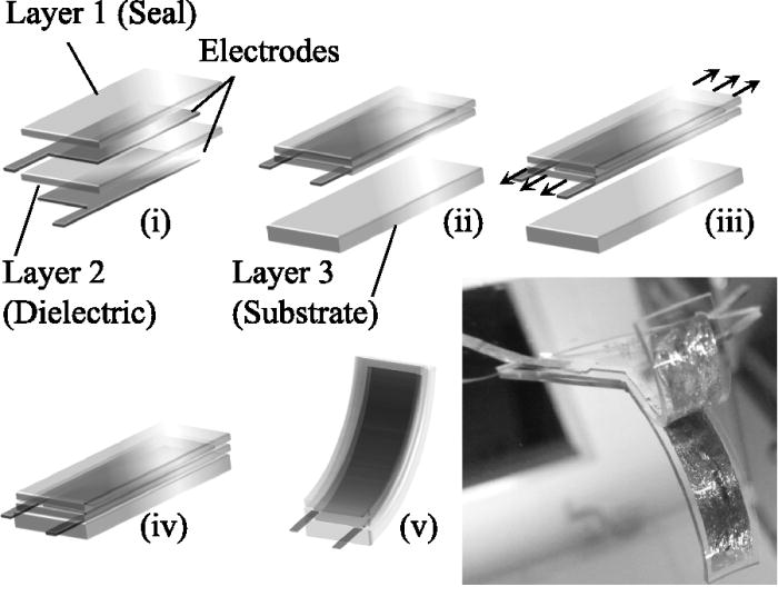 Saddle-like deformation in a dielectric elastomer actuator embedded with liquid-phase gallium ...