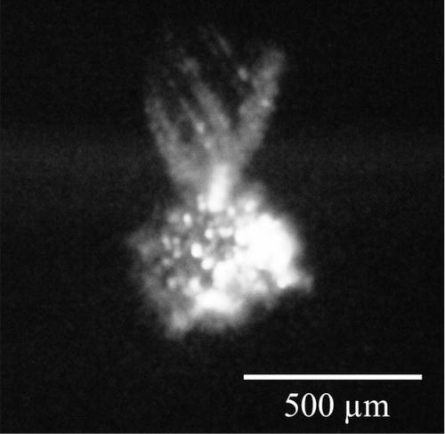 Initiation process and propagation mechanism of positive streamer ...