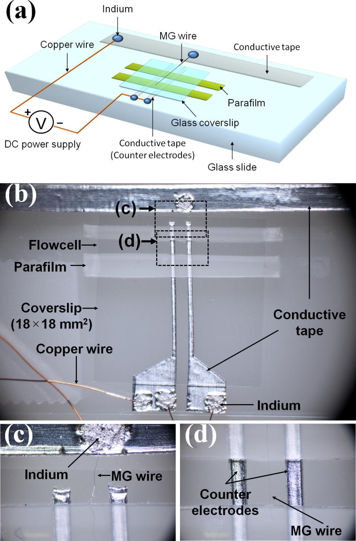 Electric field-induced reversible trapping of microtubules along ...