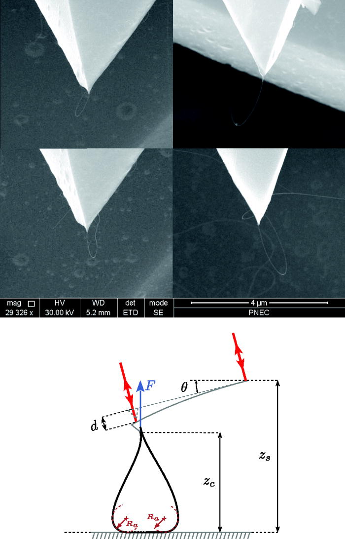 Adhesion energy of single wall carbon nanotube loops on various ...