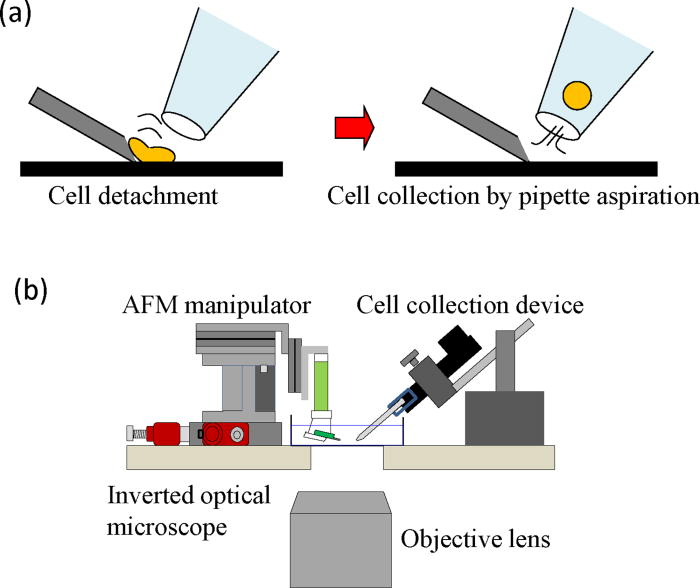 A single-cell scraper based on an atomic force microscope for detaching ...