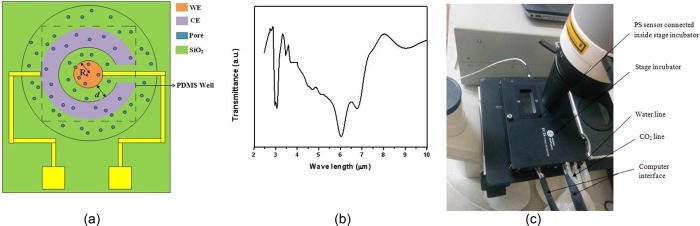 Real-time sensing of epithelial cell-cell and cell-substrate ...