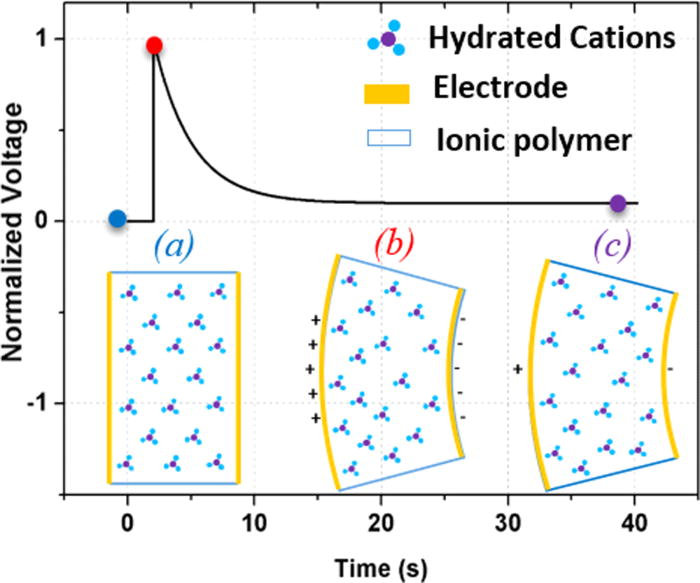 Multi-physical model of cation and water transport in ionic polymer ...