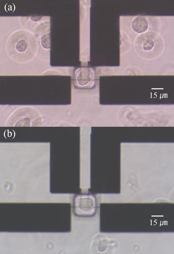 Thermal conductivity of biological cells at cellular level and ...
