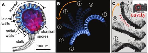 Mechanics modelling of fern cavitation catapult | Journal of Applied ...