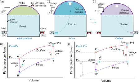 The mechanism for large-volume fluid pumping via reversible snap ...