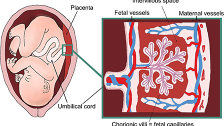Shear wave velocity dispersion analysis in placenta using 2-D transient ...