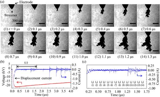 Propagation and branching process of negative streamers in water ...