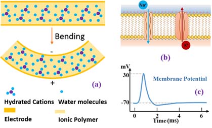 Ionic polymer pressure sensor with gradient shape based on ion ...