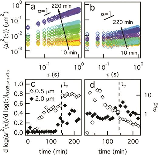 Multiple particle tracking microrheological characterization ...