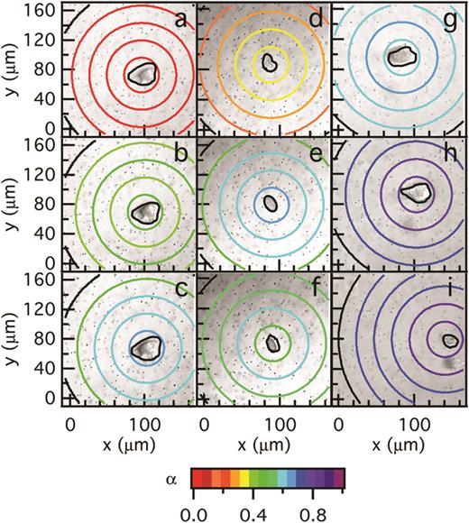 Multiple particle tracking microrheological characterization ...