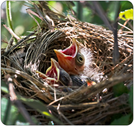 Mechanics of randomly packed filaments—The “bird nest” as meta-material ...