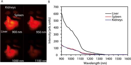 The role of tissue fluorescence in in vivo optical bioimaging | Journal ...
