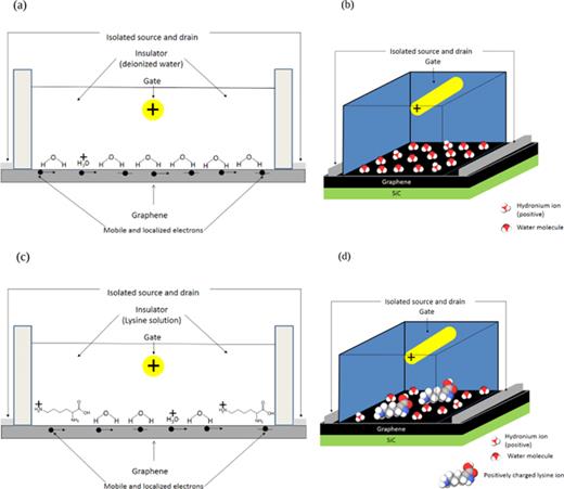 Detection of lysine molecular ions in solution gated field effect transistors based on ...
