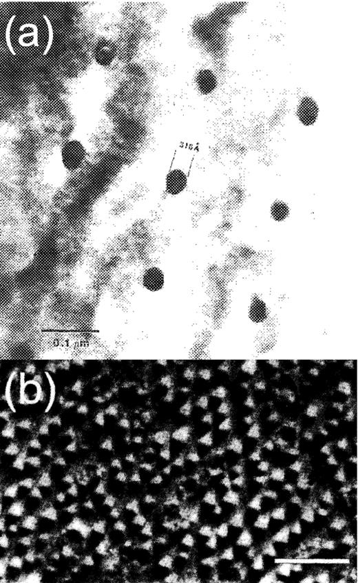 Strain-driven quantum dot self-assembly by molecular beam epitaxy ...