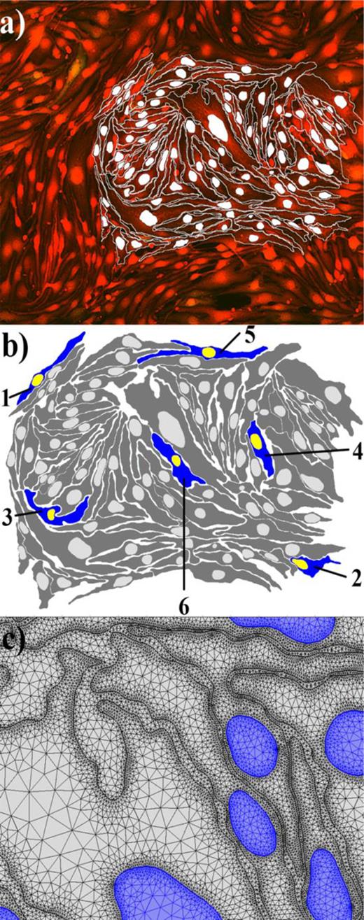 Resistor–capacitor modeling of the cell membrane: A multiphysics ...