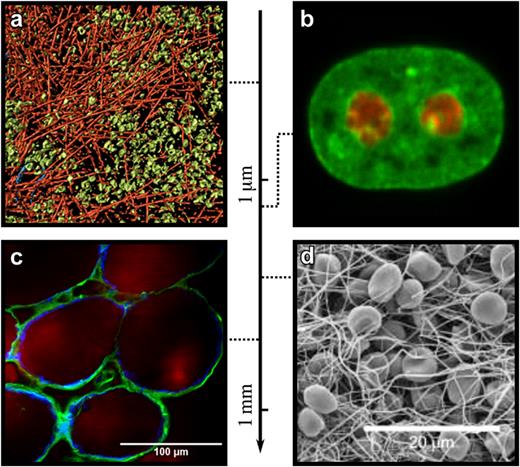 Cell-induced confinement effects in soft tissue mechanics | Journal of ...