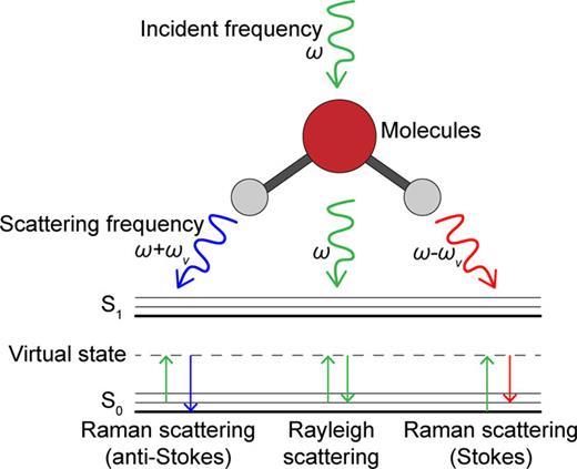 Surface-enhanced Raman scattering nanotags for bioimaging | Journal of ...