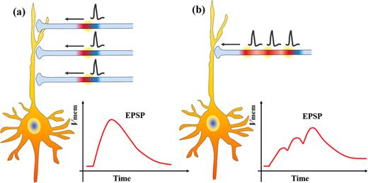 Electrolyte-gated neuromorphic transistors for brain-like dynamic ...