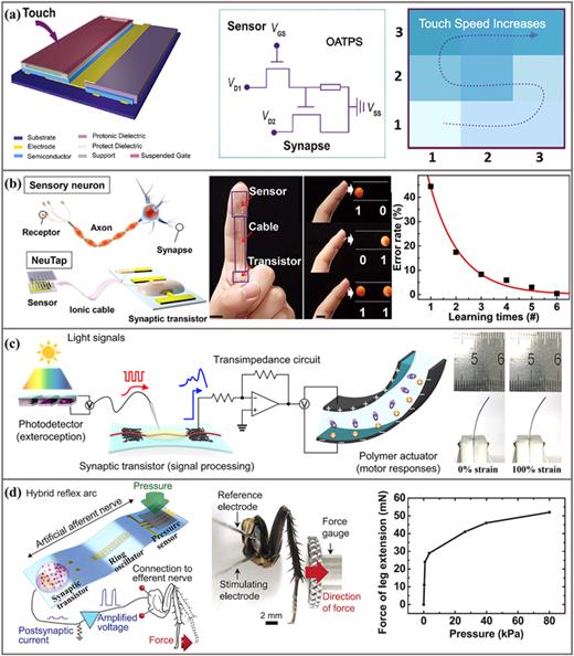 Electrolyte-gated neuromorphic transistors for brain-like dynamic ...