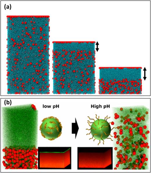 Who wins the race near the interface? Stratification of colloids, nano ...