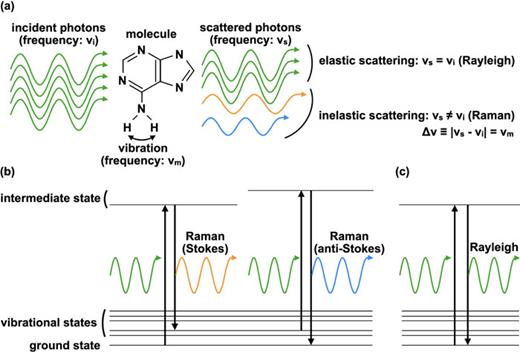 Slit-scanning Raman microscopy: Instrumentation and applications for ...