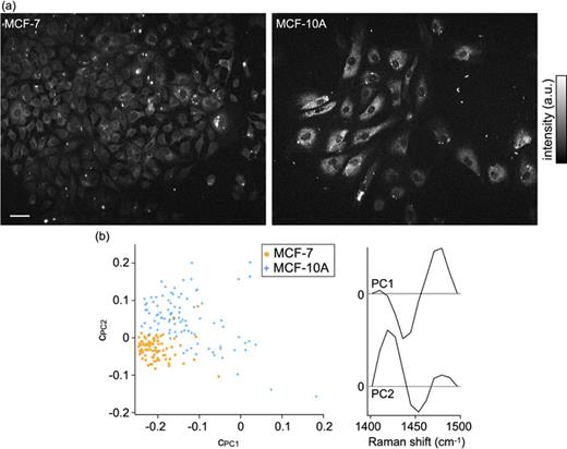 Slit-scanning Raman microscopy: Instrumentation and applications for ...