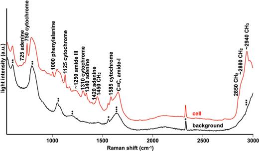 Slit-scanning Raman microscopy: Instrumentation and applications for ...