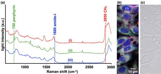 Slit-scanning Raman microscopy: Instrumentation and applications for ...