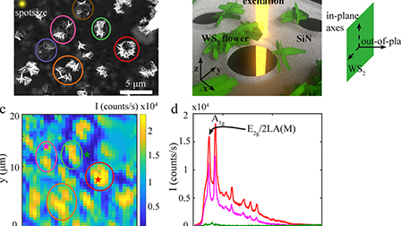 Revealing the nanogeometry of WS2 nanoflowers by polarization-resolved ...