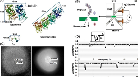 Tau and tubulin protein aggregation characterization by solid-state ...