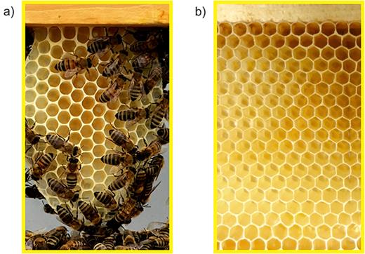 The real honeycomb structure—From the macroscopic down to the atomic ...