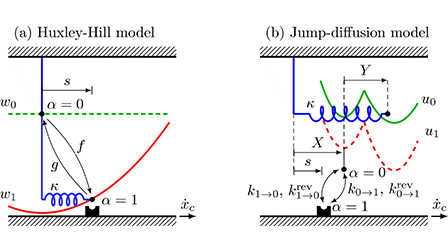 A jump-diffusion stochastic formalism for muscle contraction models at ...
