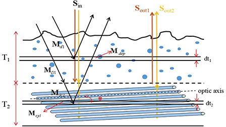 Mueller matrix model of polarized light propagation in layered human ...