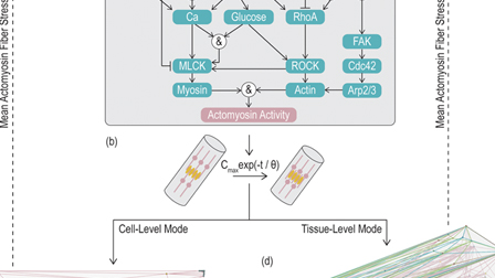 A computational bridge between traction force microscopy and tissue ...