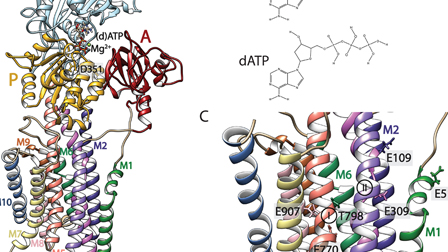 Multiscale computational modeling of the effects of 2’-deoxy-ATP on ...