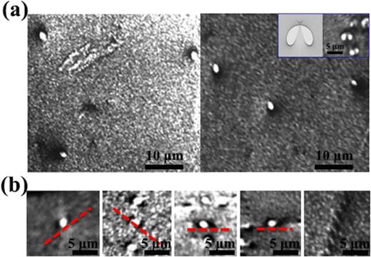 Synchrotron radiation x-ray topography applied to nitride semiconductor ...