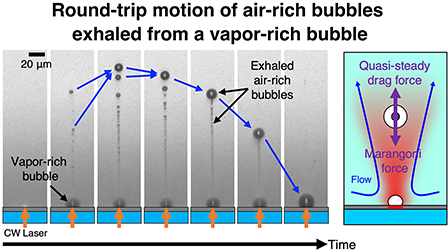 Round-trip motion of air-rich bubbles exhaled from a vapor-rich bubble ...