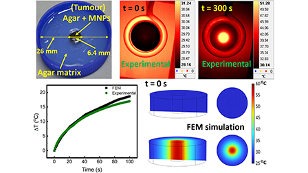 Magnetic hyperthermia in tissue-like media: Finite element simulation, experimental validation ...