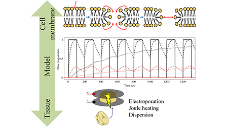 Dynamic model of tissue electroporation on the basis of biological ...