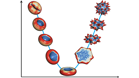 Nonlinear modeling for predicting red blood cell morphological ...