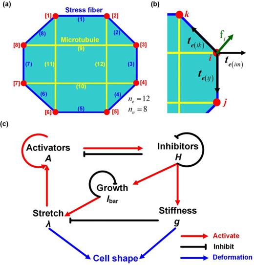 A tensegrity-based mechanochemical model for capturing cell oscillation ...